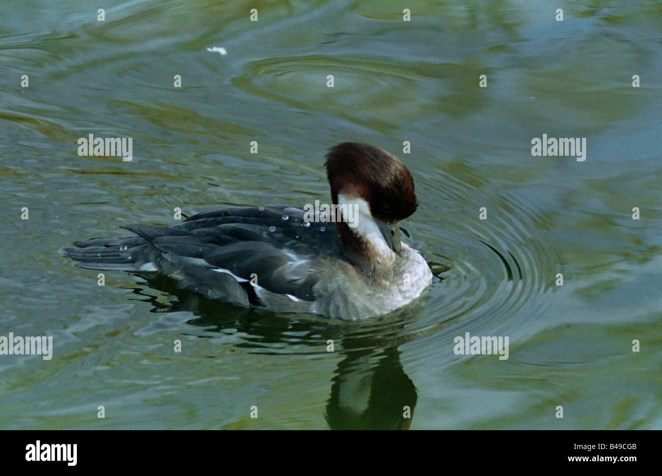 Smew flying hi-res stock photography and images - Alamy