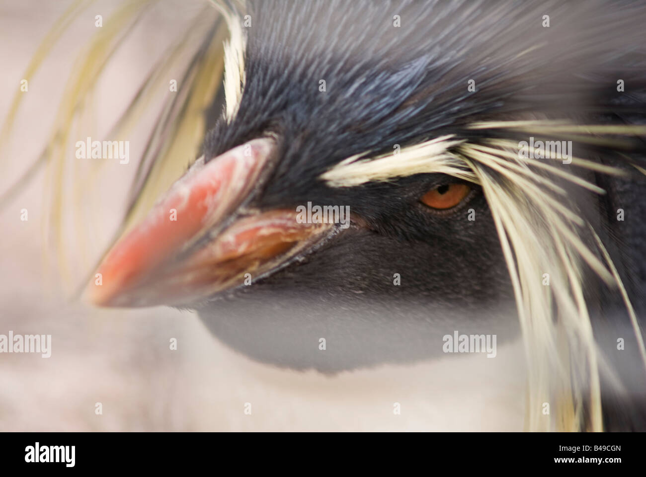 Rockhopper head hi-res stock photography and images - Alamy