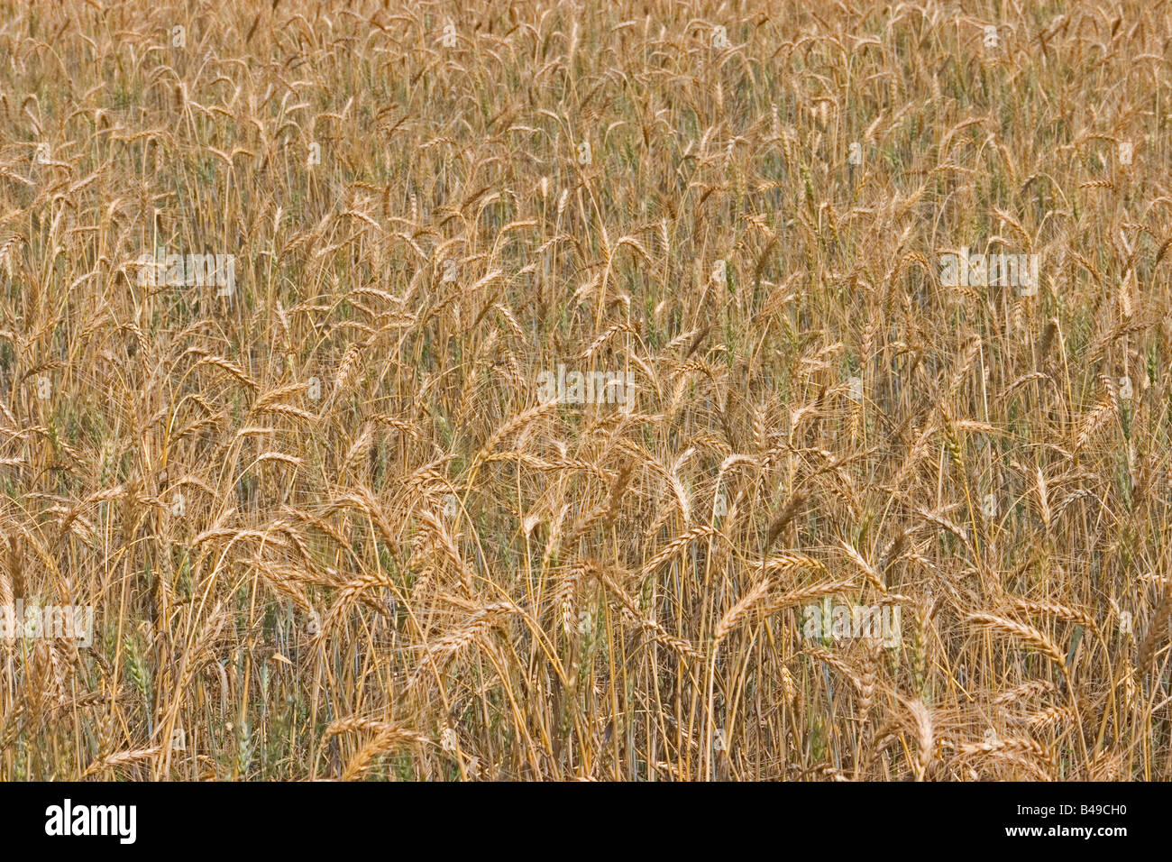 Grain horizontal hi-res stock photography and images - Alamy