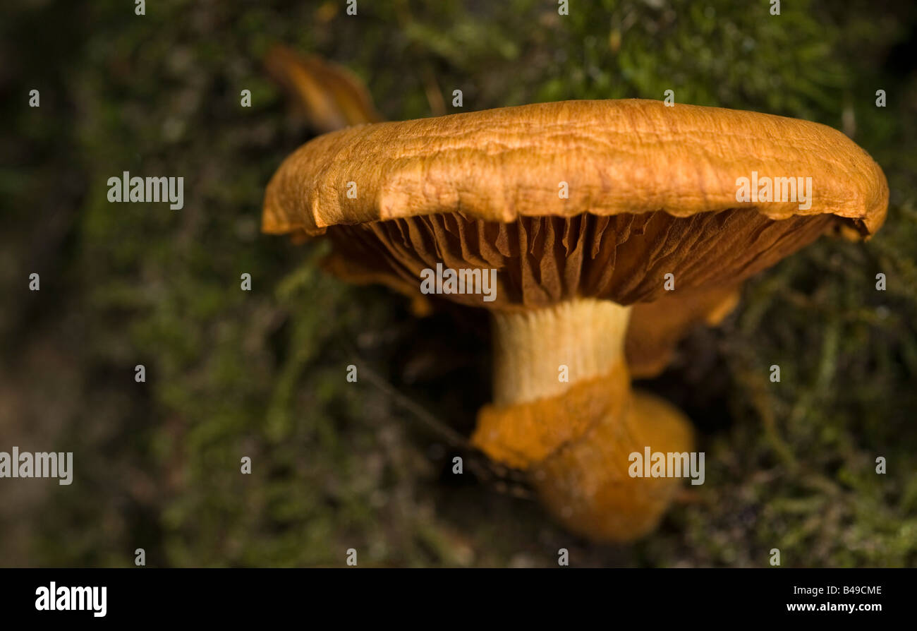 Galerina marginata hi-res stock photography and images - Alamy