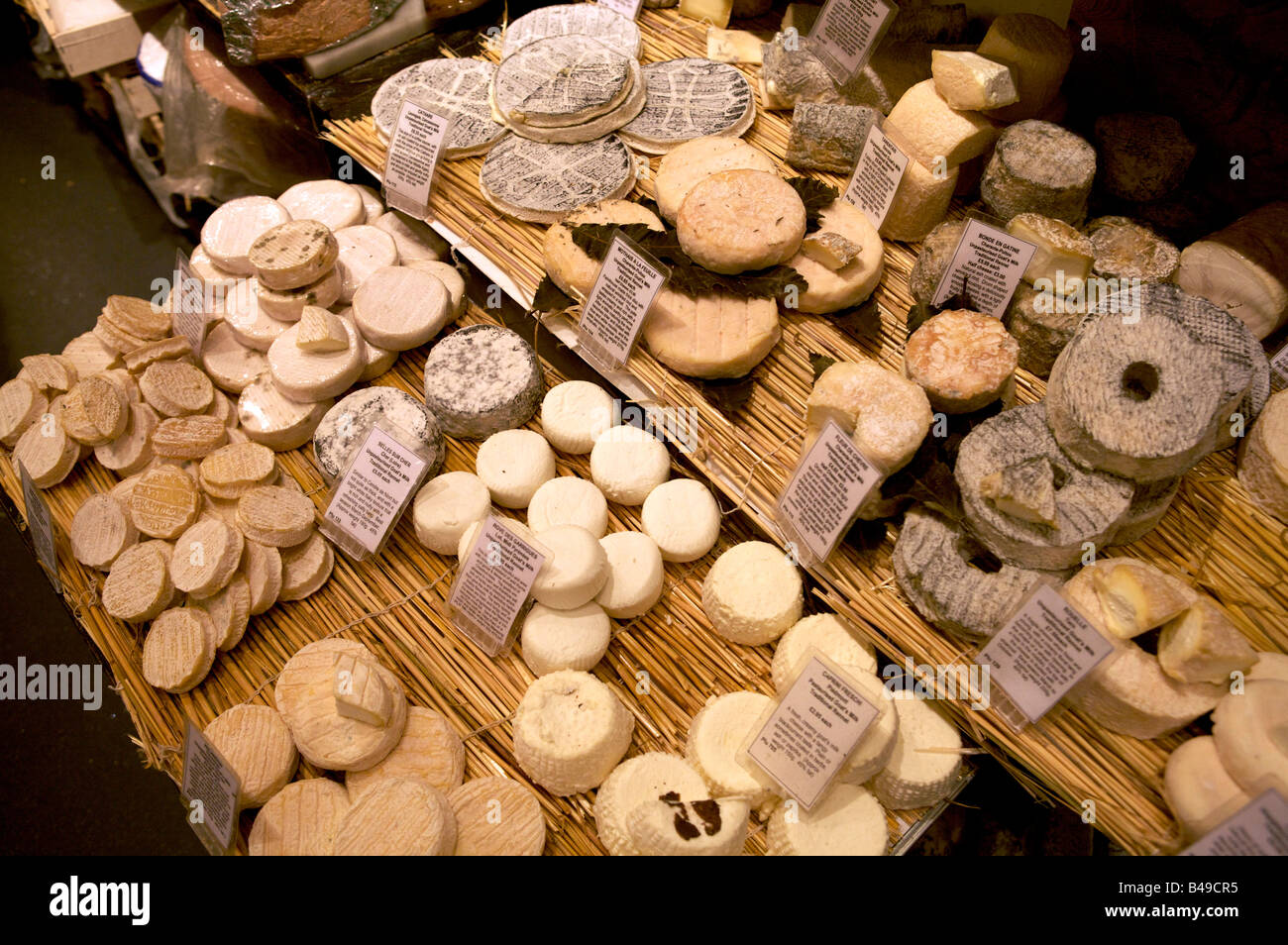 Selection of fine goats cheese for sale Stock Photo - Alamy