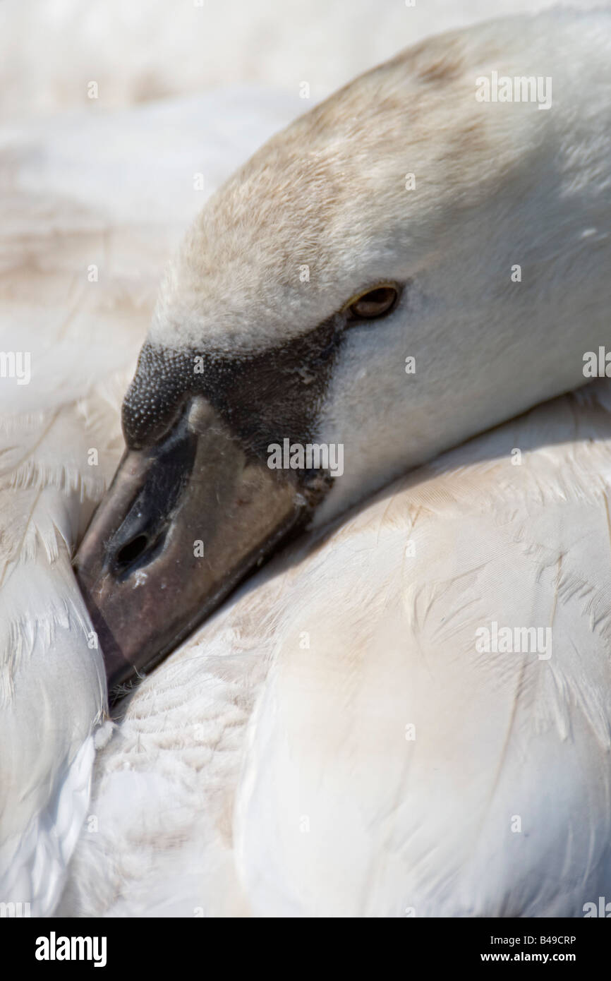 Swan full frame hi-res stock photography and images - Alamy