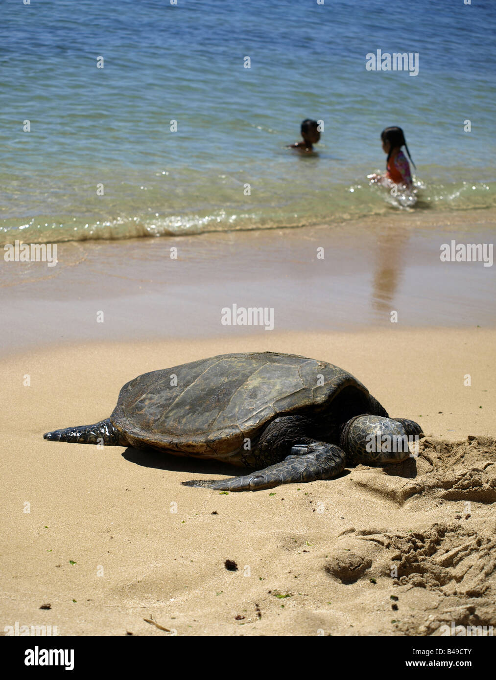 Basking turtle hi-res stock photography and images - Alamy