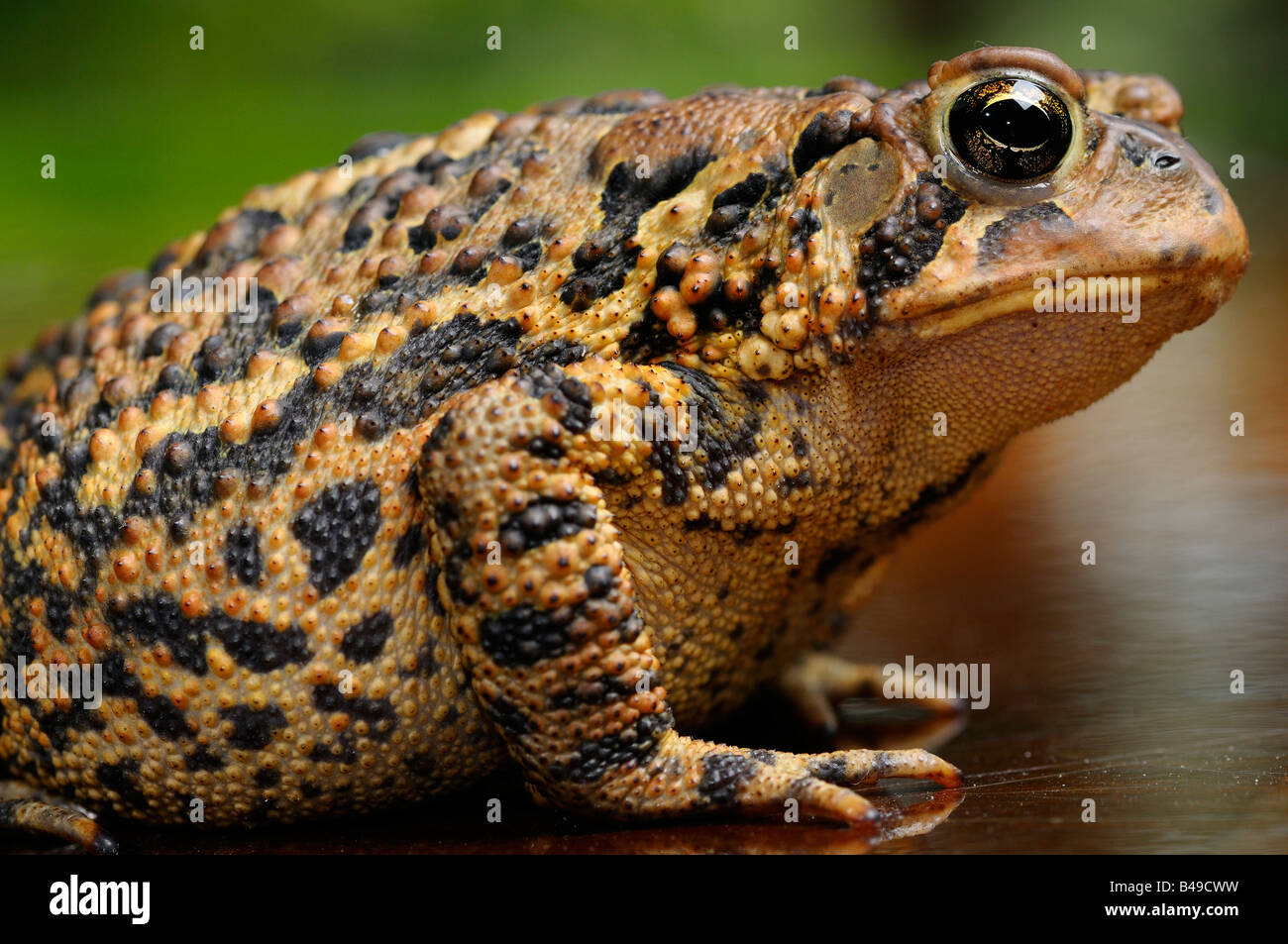 American Toad Tadpoles