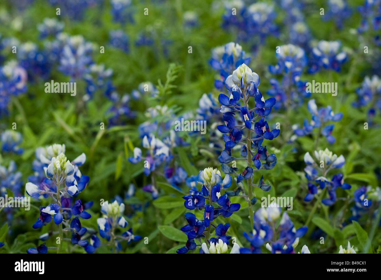 Bluebonnets in field Stock Photo - Alamy