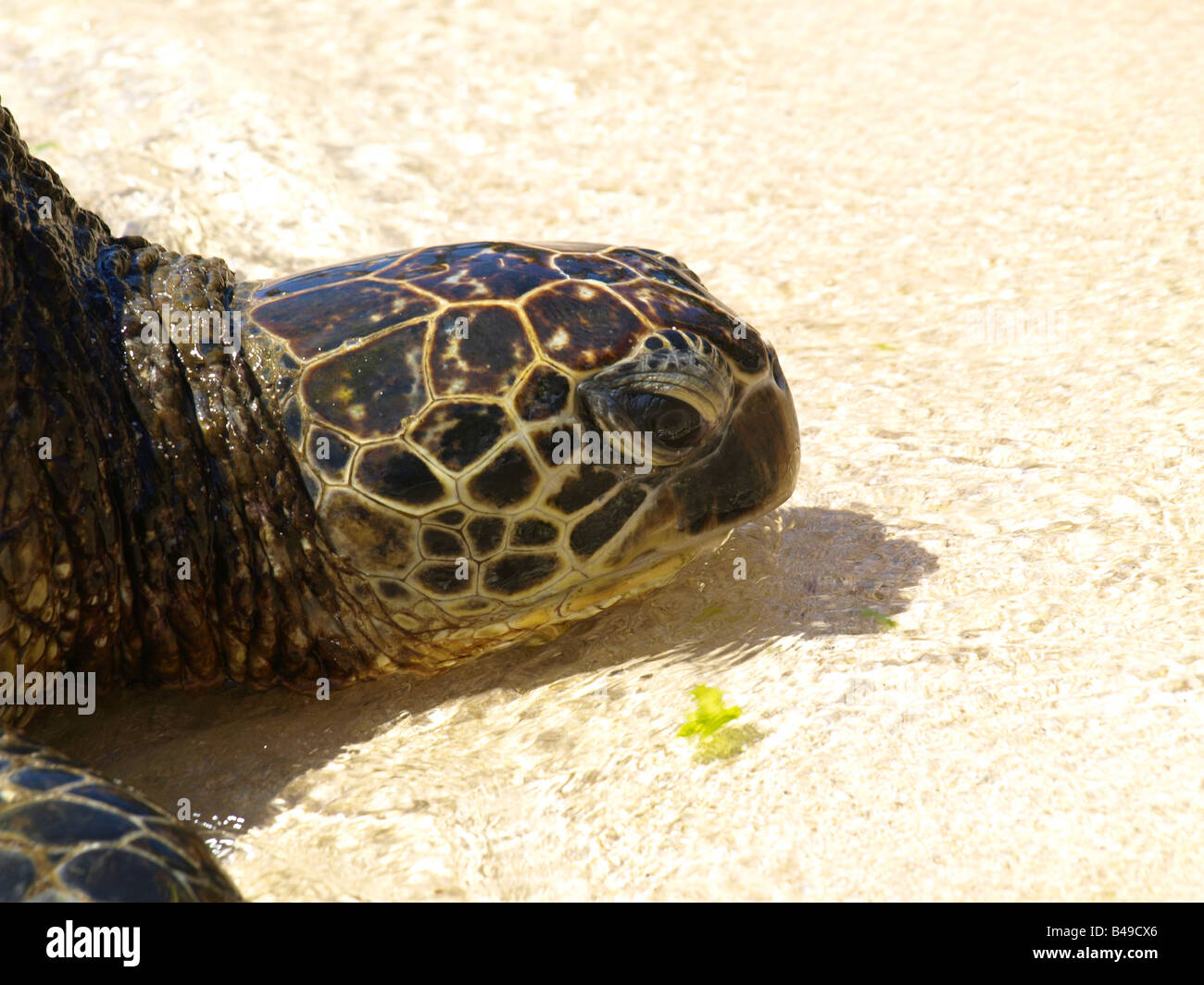 Green Sea Turtle Stock Photo - Alamy