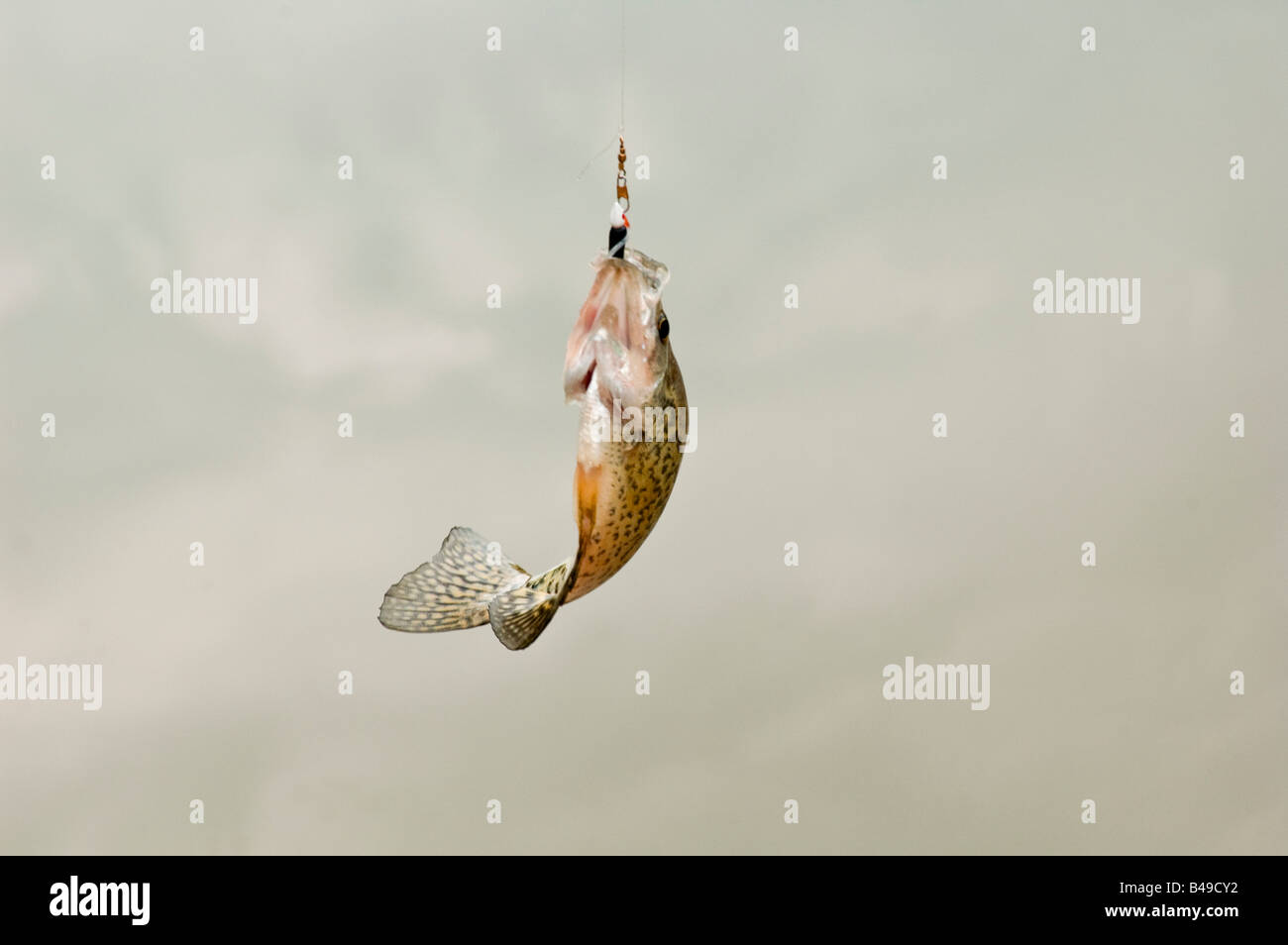 Catch small animals hi-res stock photography and images - Alamy
