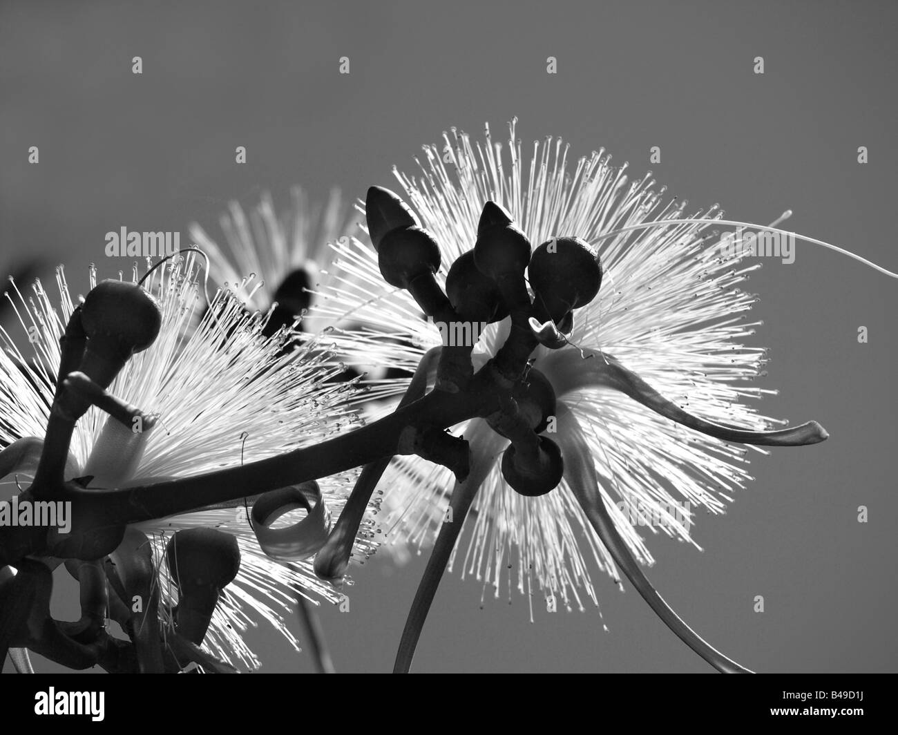 Barringtonia Asiatica flower Stock Photo - Alamy