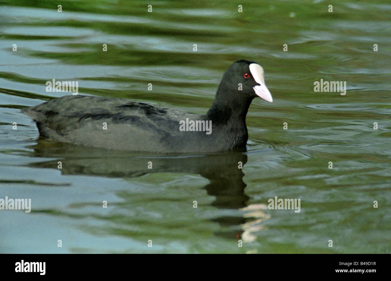 Coot photographs hi-res stock photography and images - Alamy