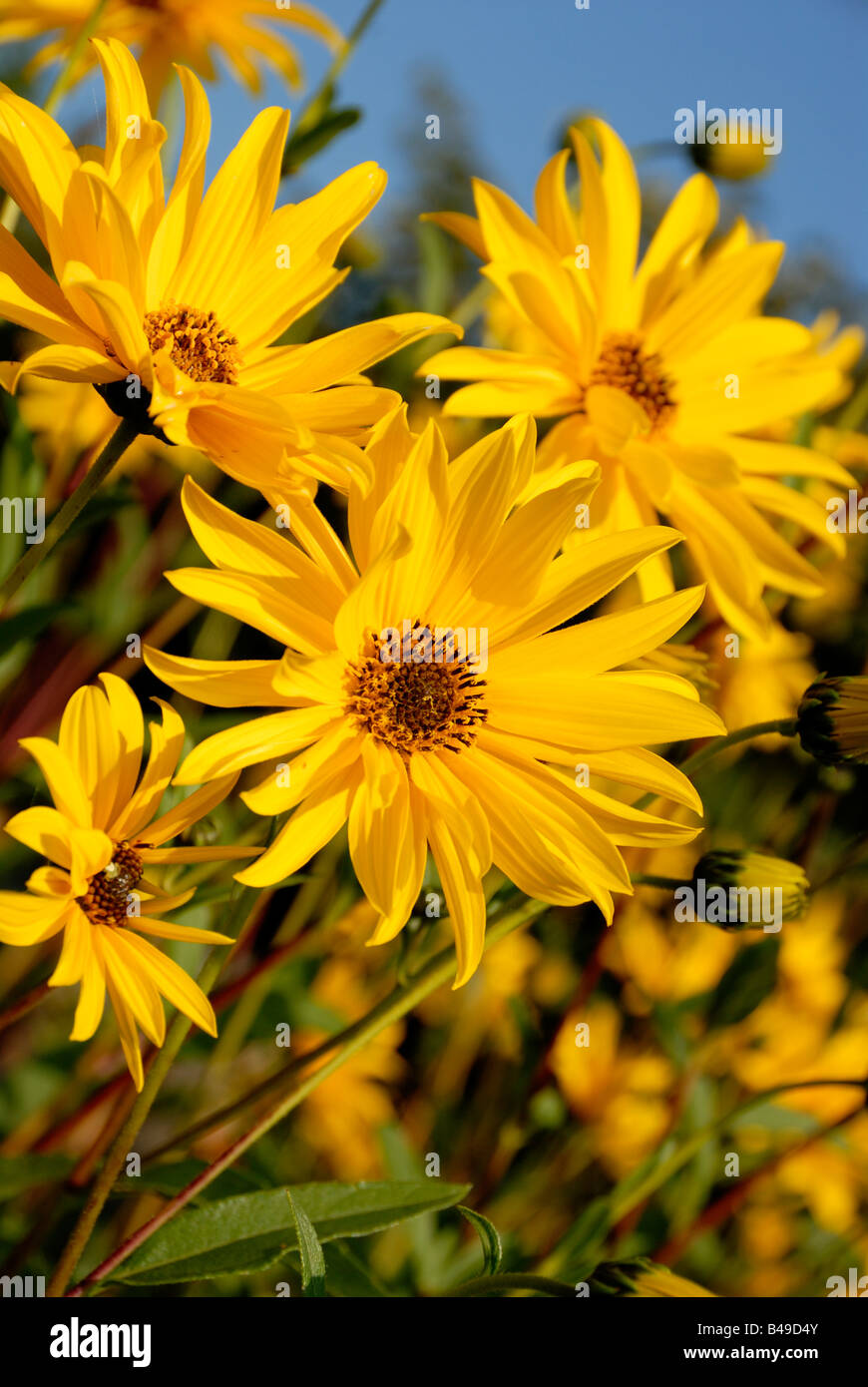 Stock photo of the yellow flowering helianthus maximiliani The image ...