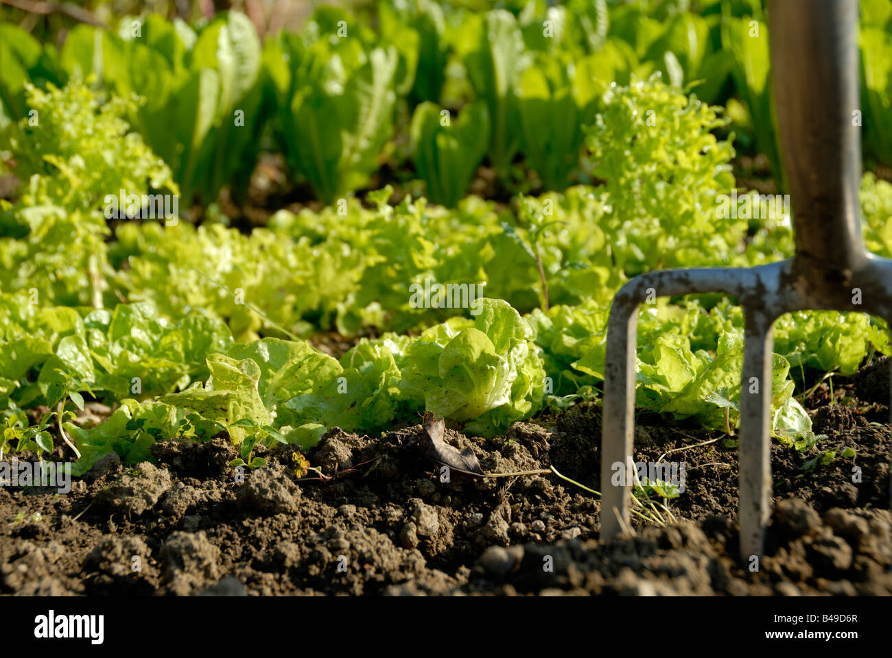 Stock photo of a garden fork in the ground in front of salad growing in ...