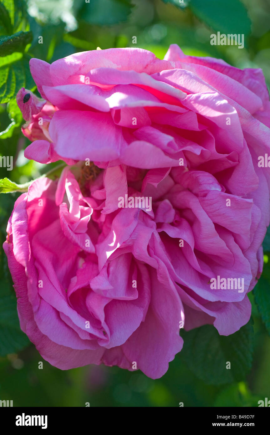 Glaucous bloom hi-res stock photography and images - Alamy
