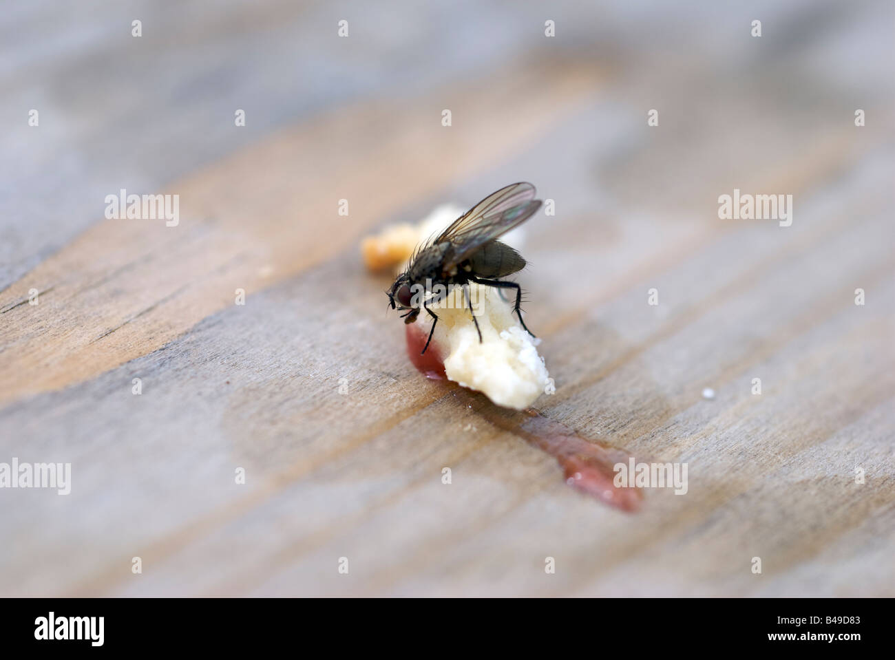 A fly enjoying some crumbs on a picnic bench Stock Photo - Alamy