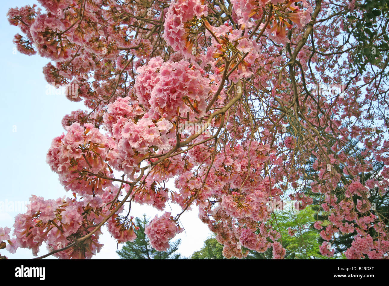 Pink Ipe (Tabebuia impetiginosa) in full bloom Stock Photo - Alamy
