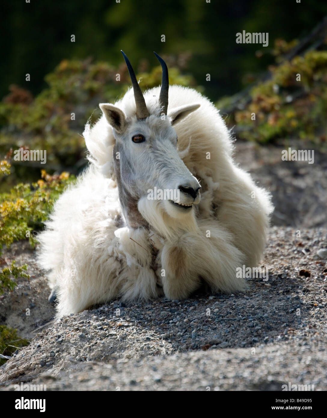 Mountain goat banff national park hi-res stock photography and images ...