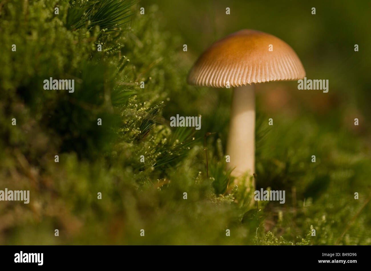 Growing on damp moss on woodland edge Uk Stock Photo - Alamy
