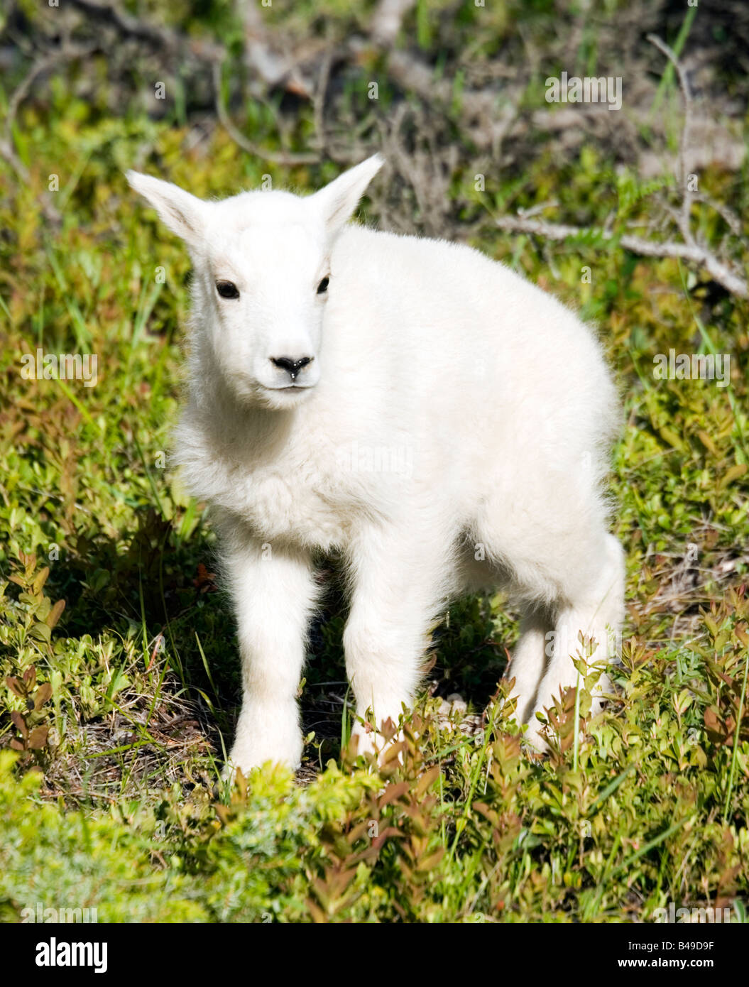 Mountain goat in Banff National Park, Alberta, Canada Stock Photo - Alamy