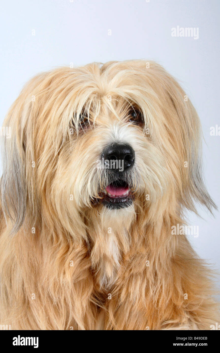 Mixed Breed Dog Stock Photo - Alamy