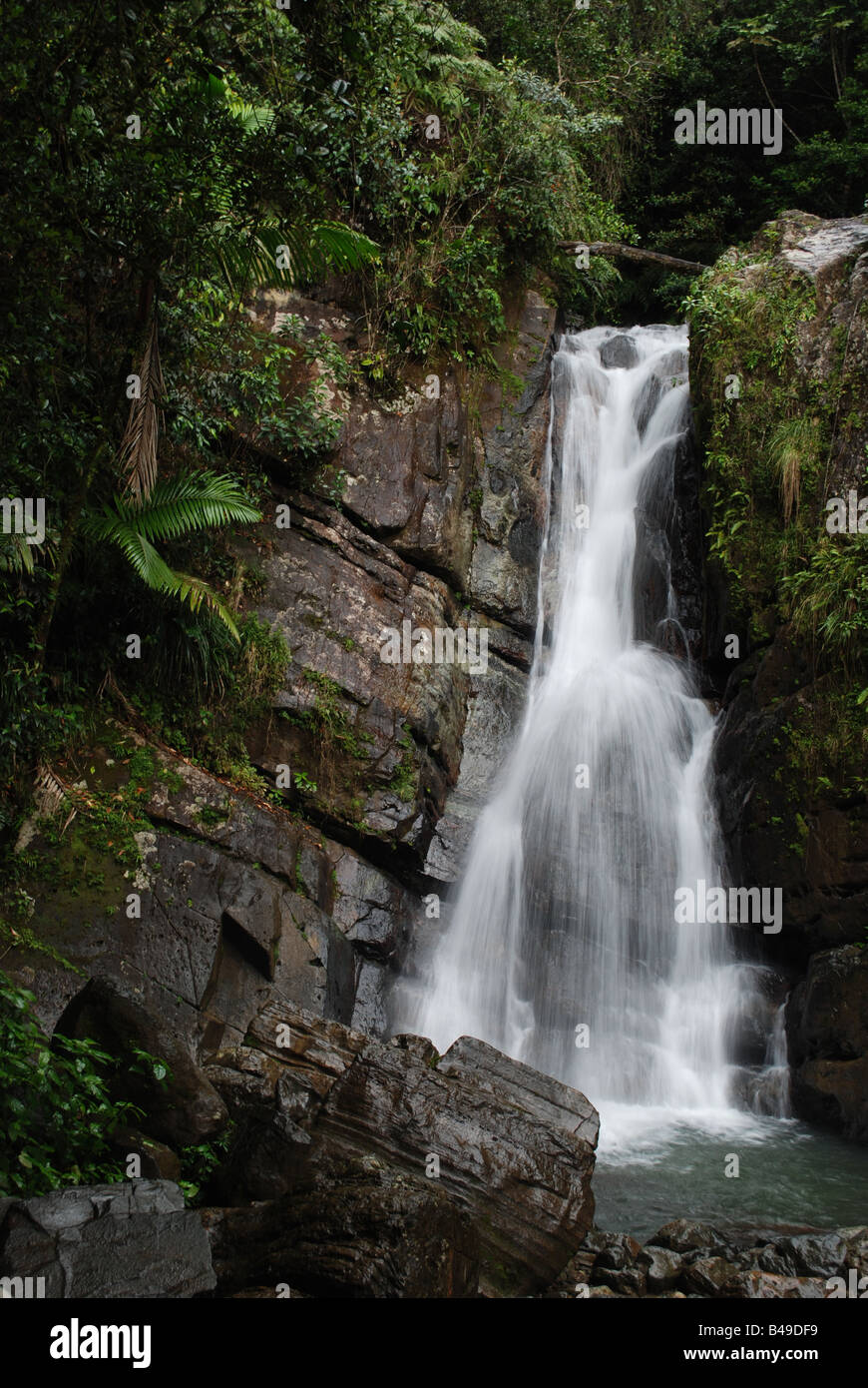 The Yunque National Forest is the only tropical rain forest in the ...