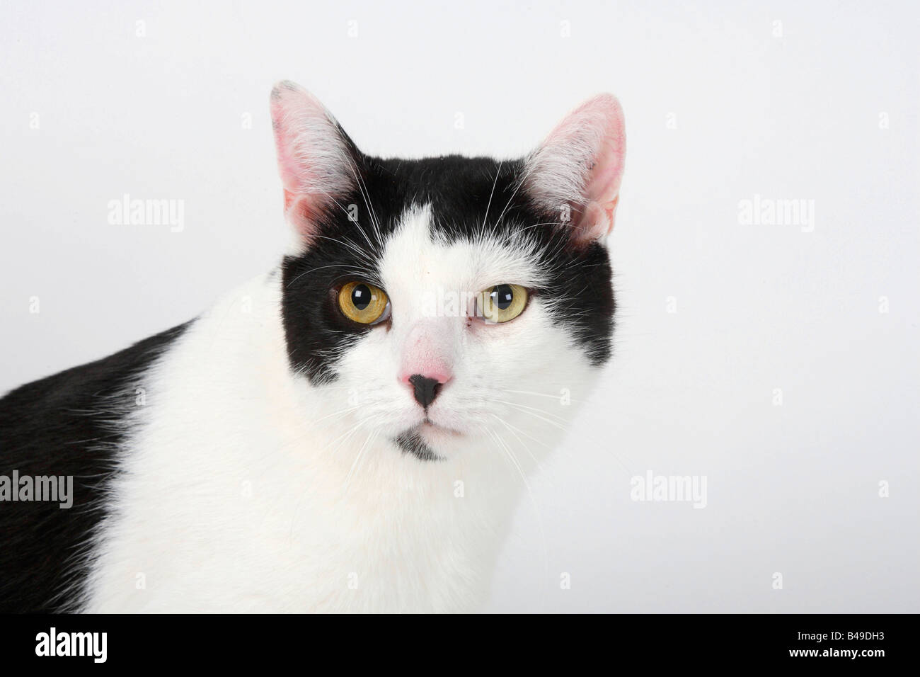 Domestic Cats tomcat Stock Photo - Alamy