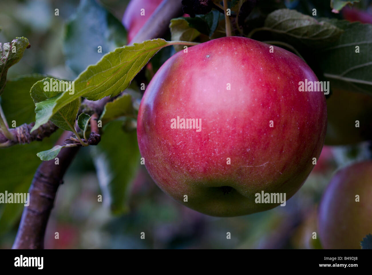 Apple hanging from a tree hi-res stock photography and images - Alamy