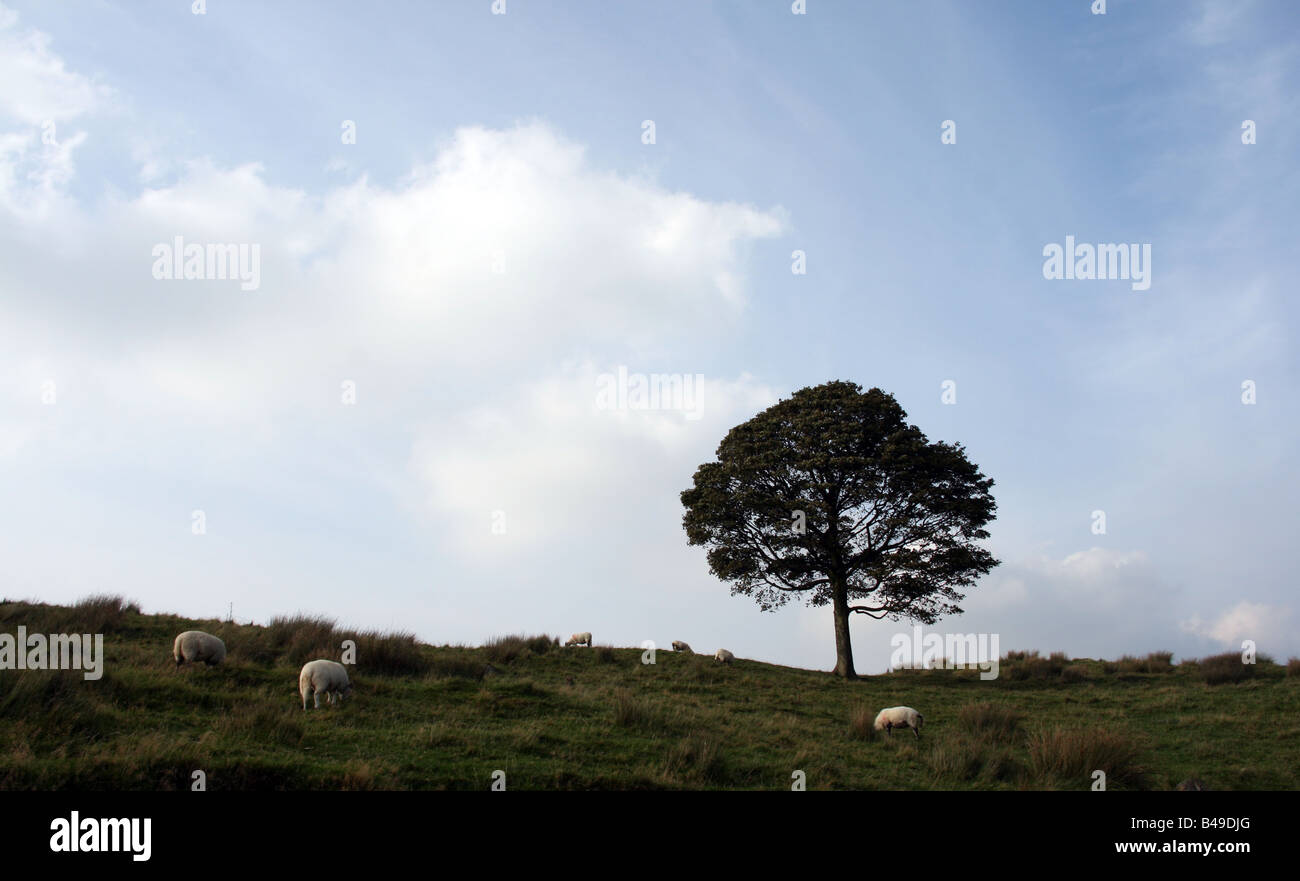 Tree on skyline Stock Photo - Alamy