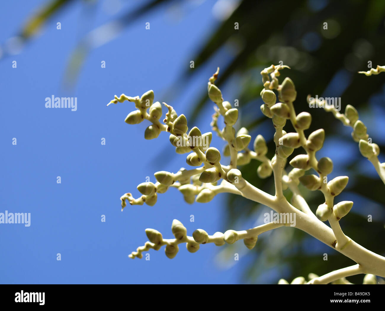 developing fruit of a palm tree Stock Photo - Alamy