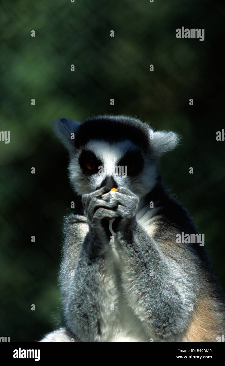 Ring Tailed Lemur feeding Stock Photo - Alamy