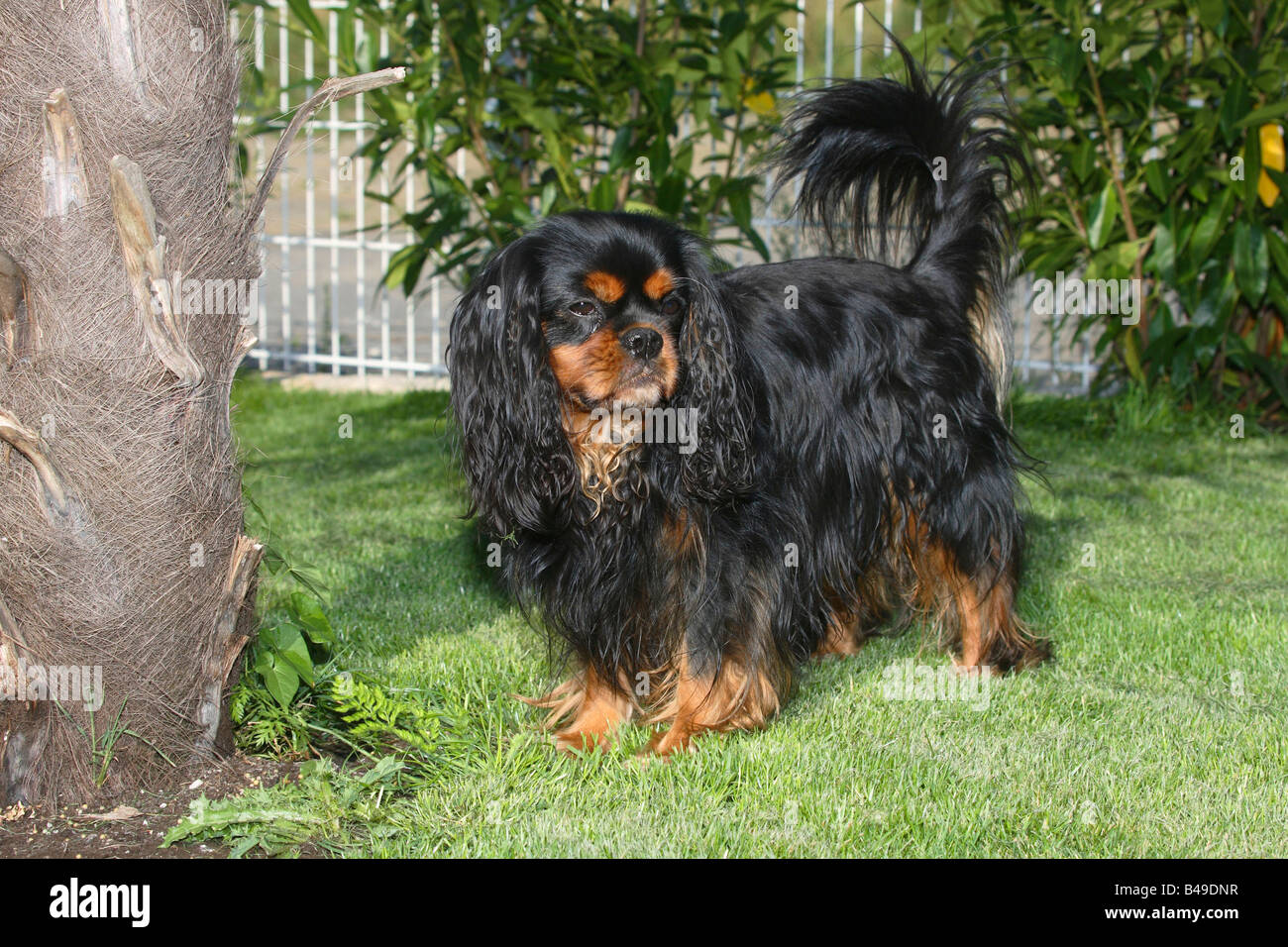 Cavalier King Charles Spaniel black and tan Stock Photo - Alamy