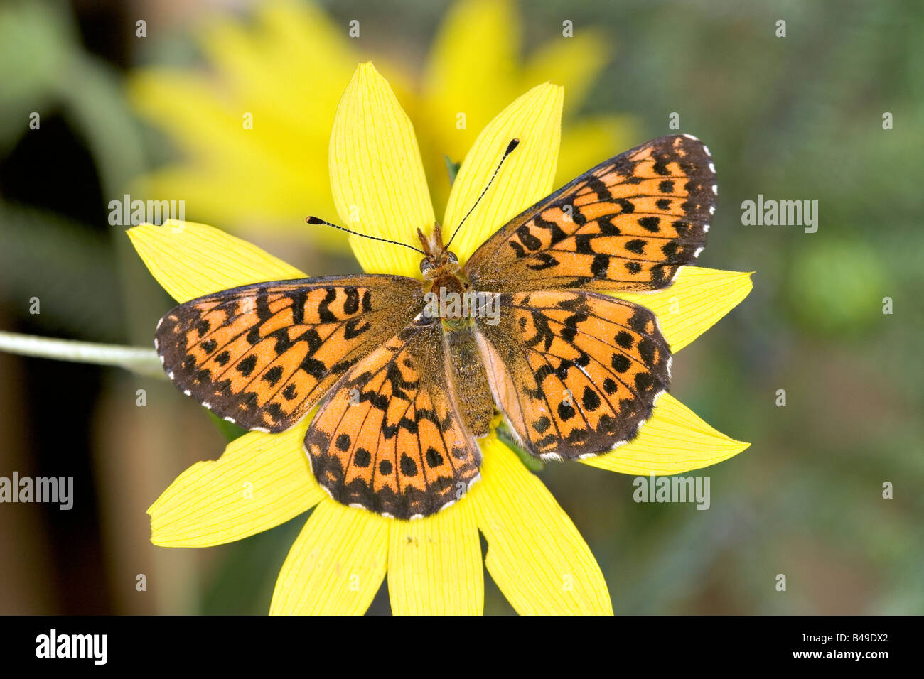 Arctic fritillary butterfly hi-res stock photography and images - Alamy