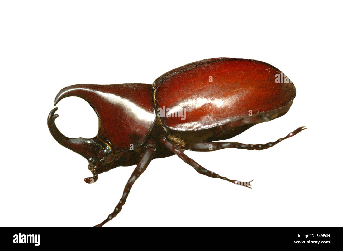 Rainforest insect beetle Cut Out Stock Images & Pictures - Alamy