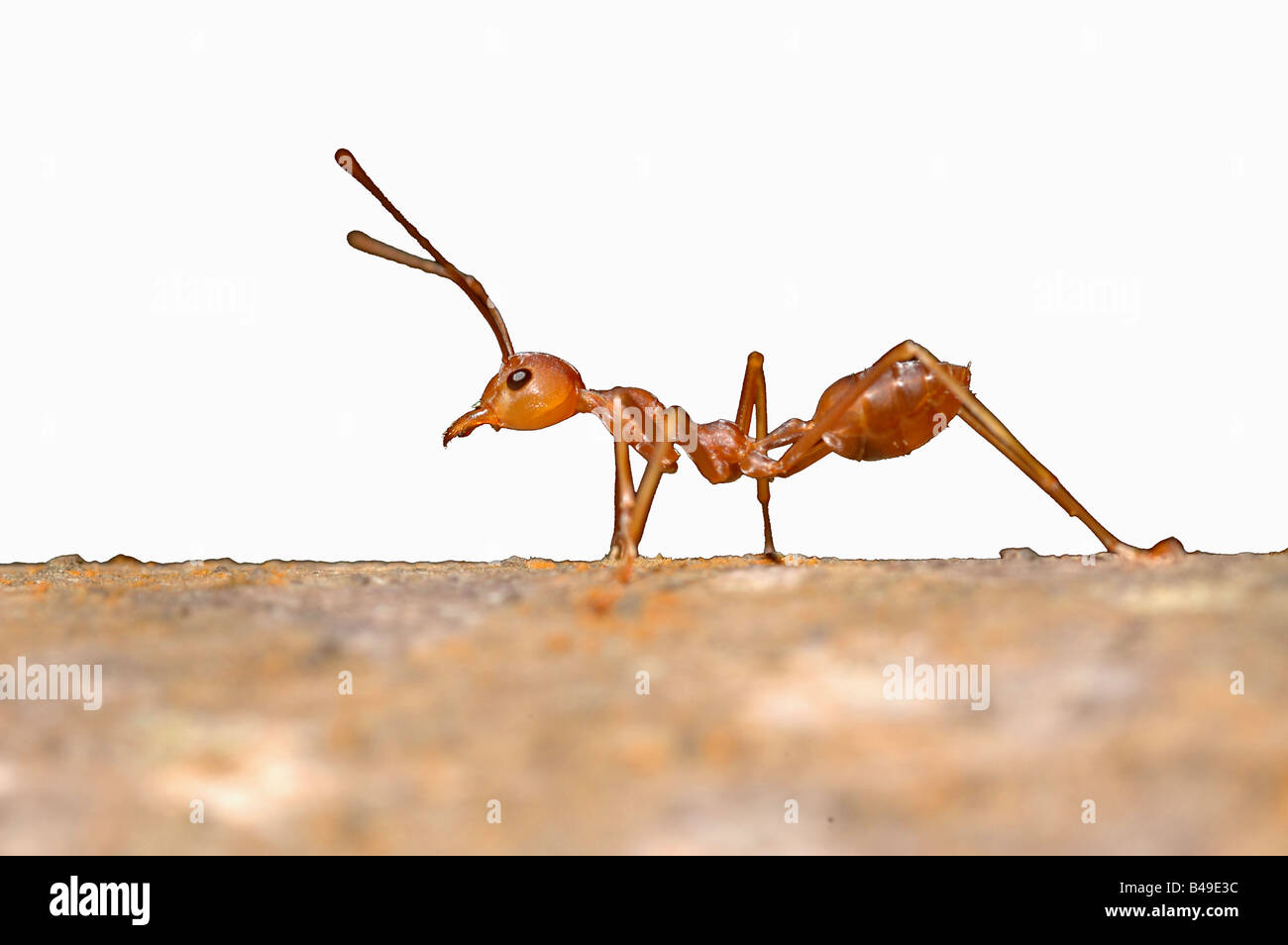 Cut out of an ant hi-res stock photography and images - Alamy