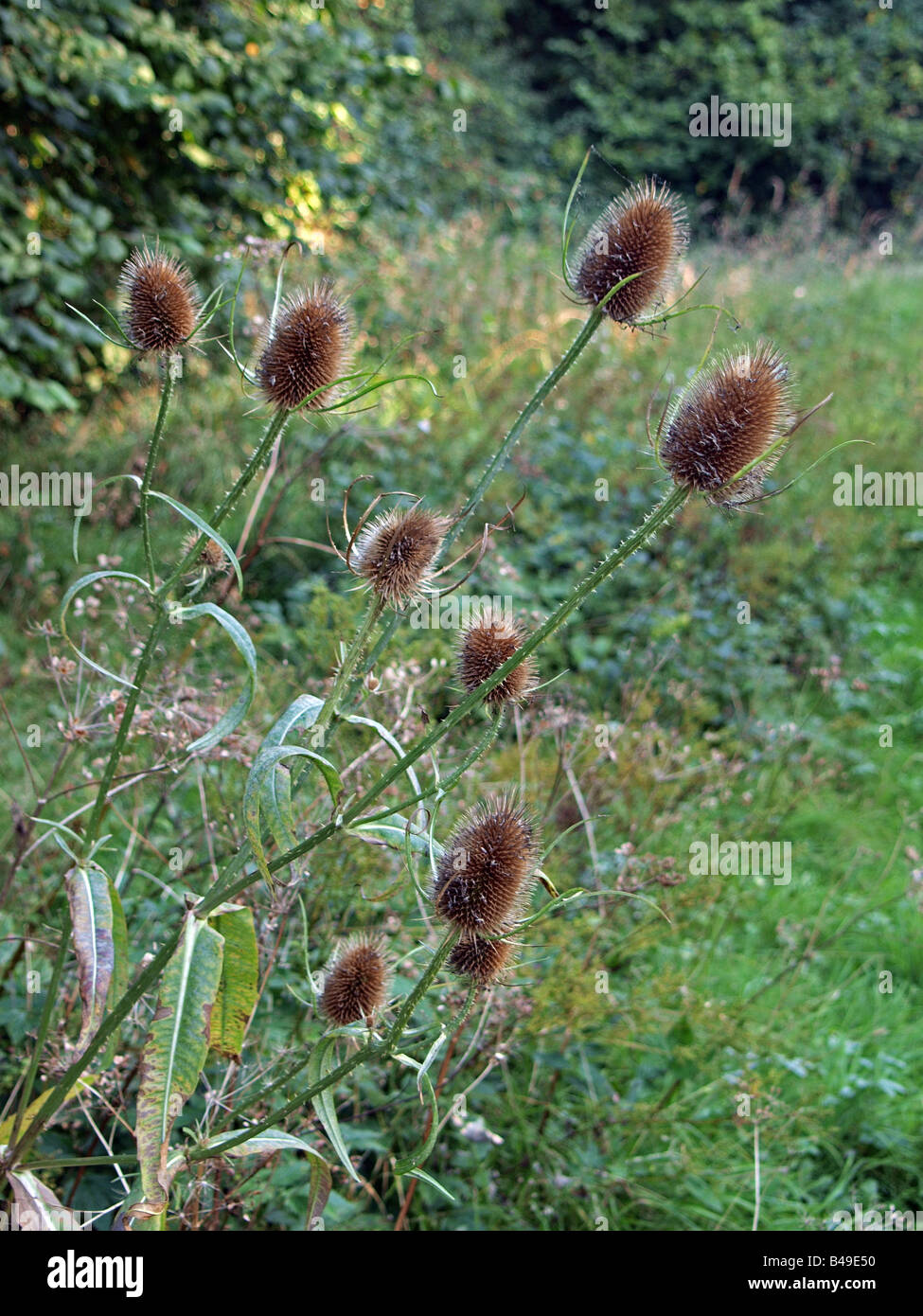 Dried teasel heads in Autumn sunshine Stock Photo - Alamy