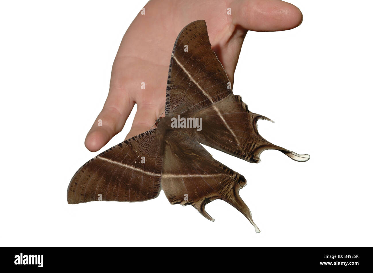 Cut-out of a Giant moth in a man's hand at Khao Yai National Park ...