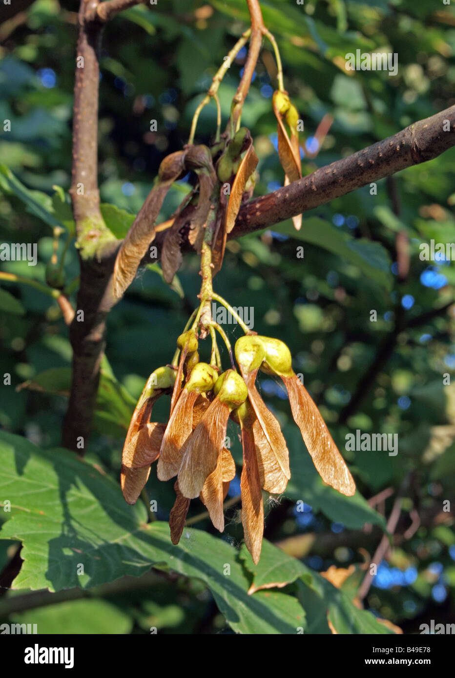 Maple tree, winged seeds Stock Photo - Alamy