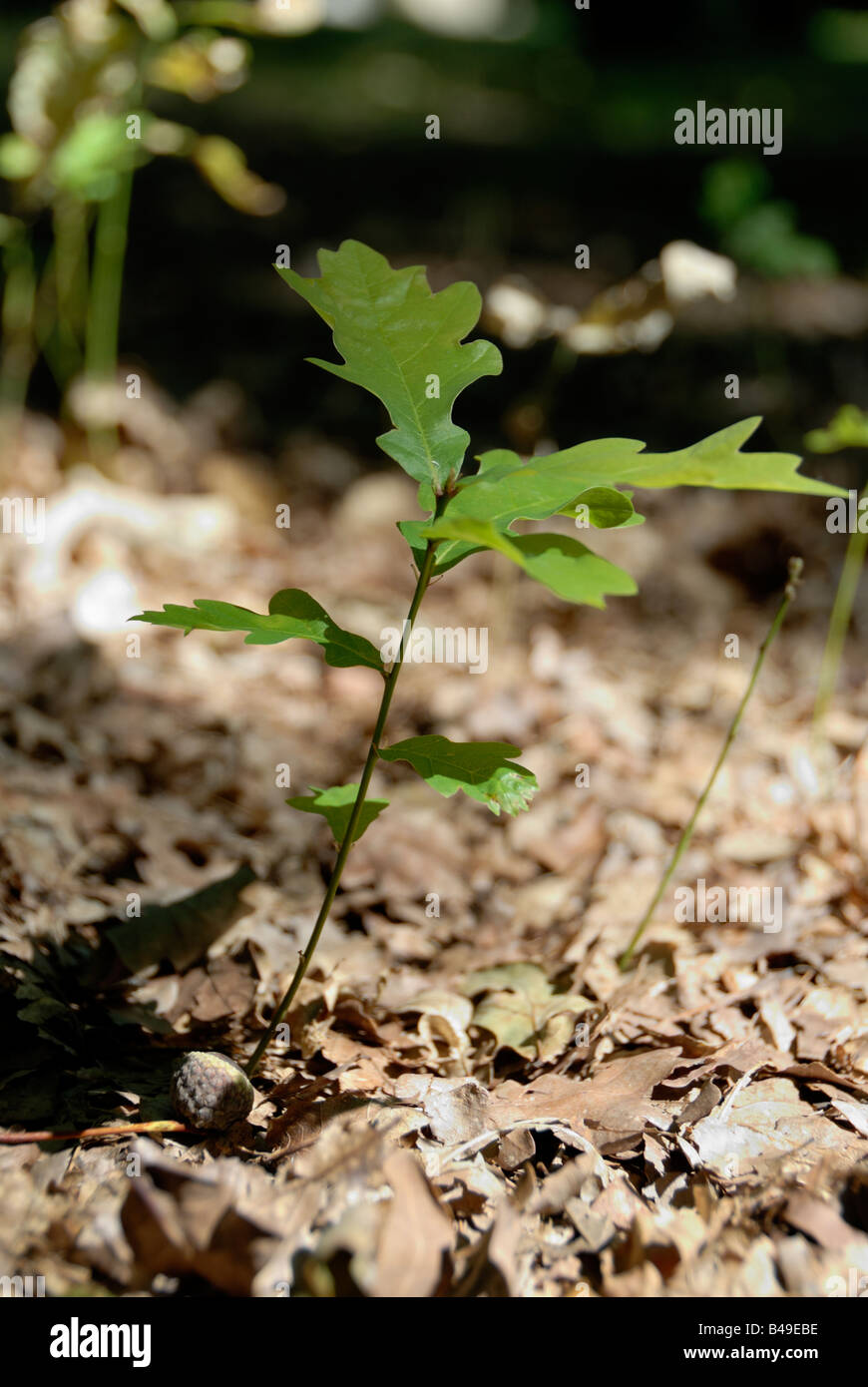 Stock photo of an Oak sapling growing in a forest next to a shell of an ...