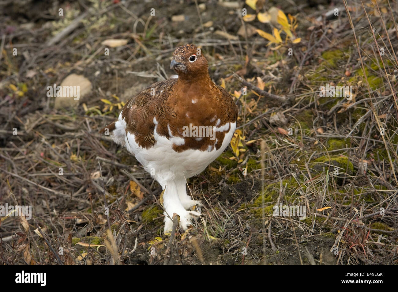 Willow Ptarmigan (Lagopus lagopus) in Fall plumage, searching for food ...