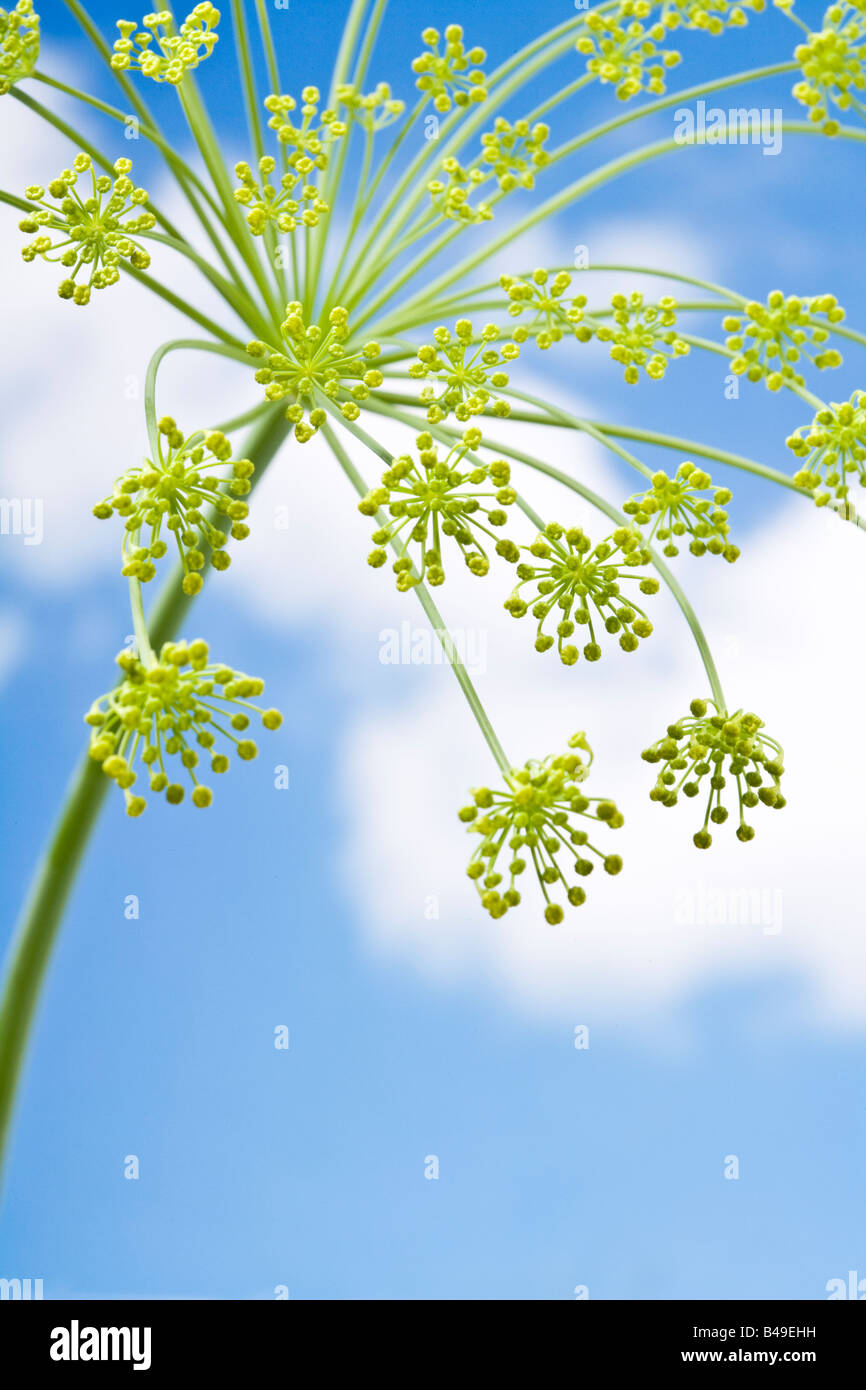 Dill Anethum graveolens Stock Photo - Alamy
