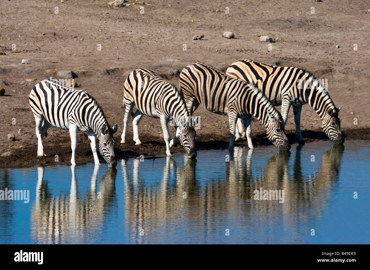 Zebras in namibia hi-res stock photography and images - Alamy