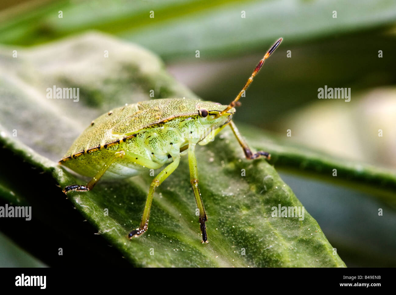 Green stink bugs hi-res stock photography and images - Alamy