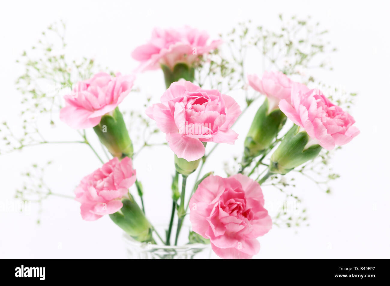 Pink Dianthus Flowers Stock Photo - Alamy