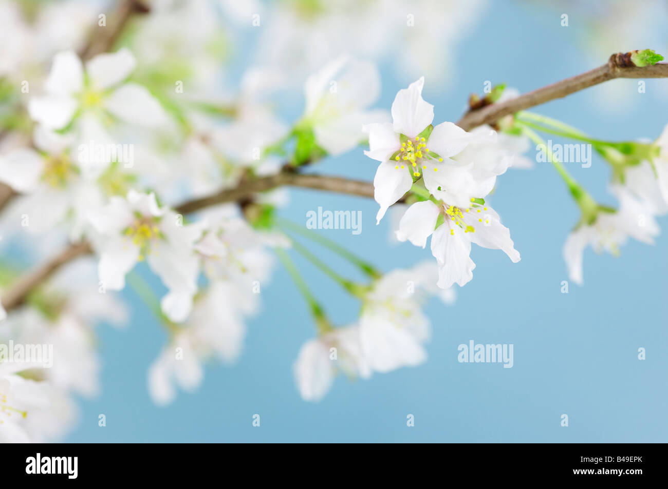 Prunus incisa ‘kojo no mai hi-res stock photography and images - Alamy