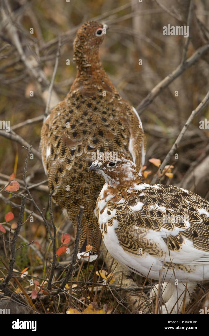 Ptarmigan hi-res stock photography and images - Alamy