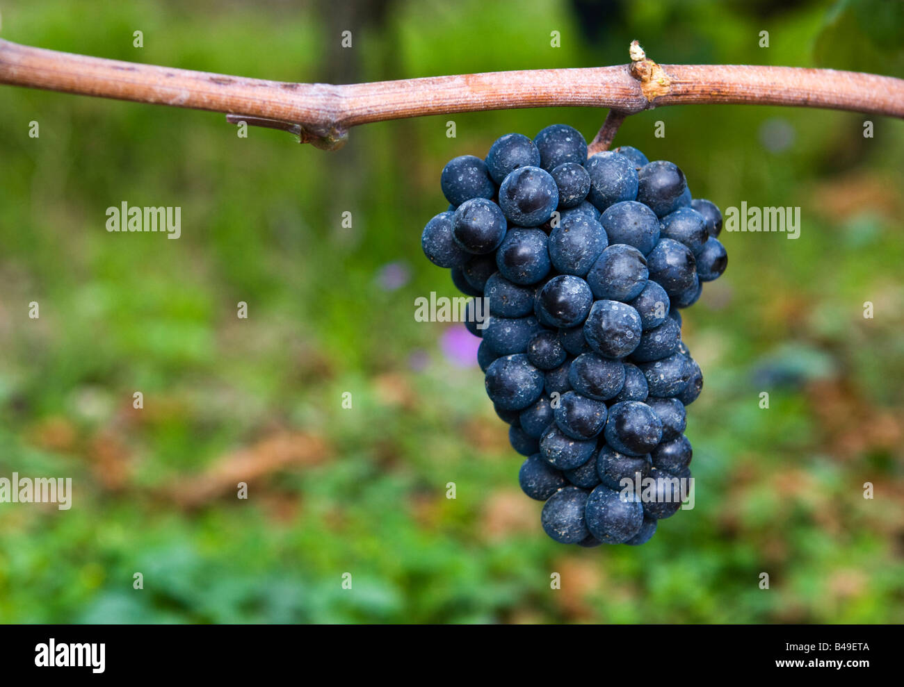 Vines pinot noir hi-res stock photography and images - Alamy
