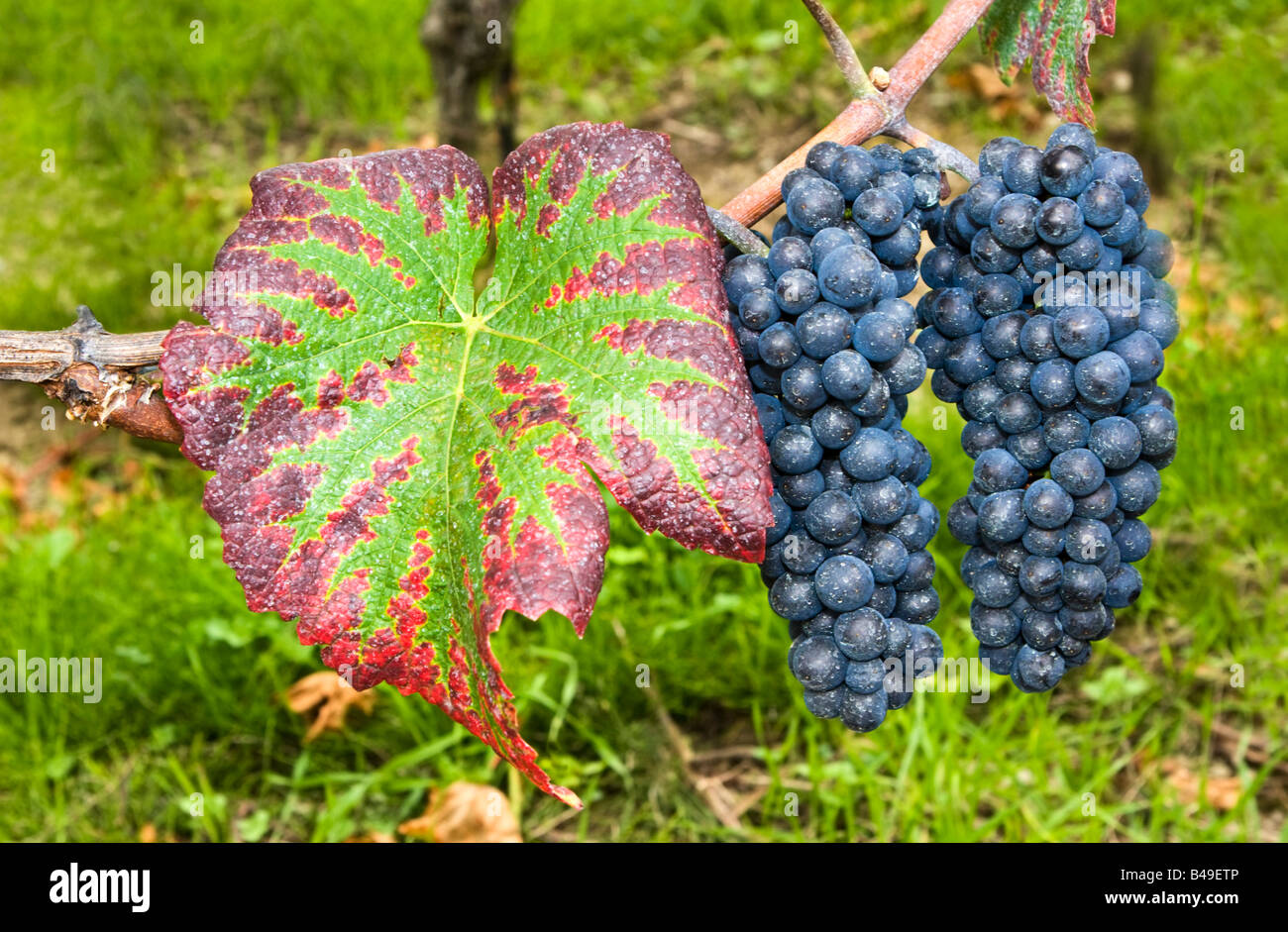 Pinot noir leaf hi-res stock photography and images - Alamy