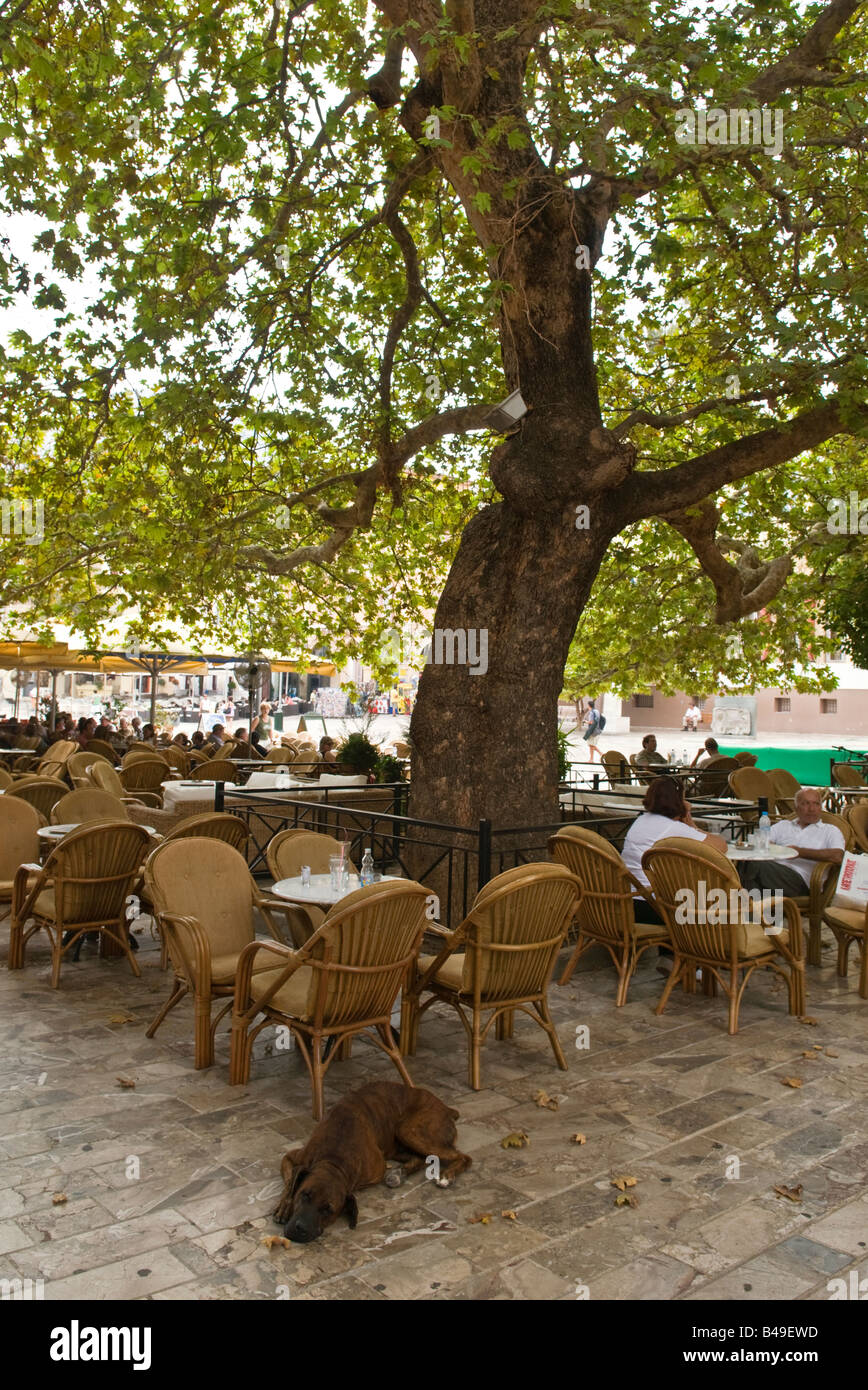 A plane tree provides shade for people and dogs in Platia Syndagmatos ...