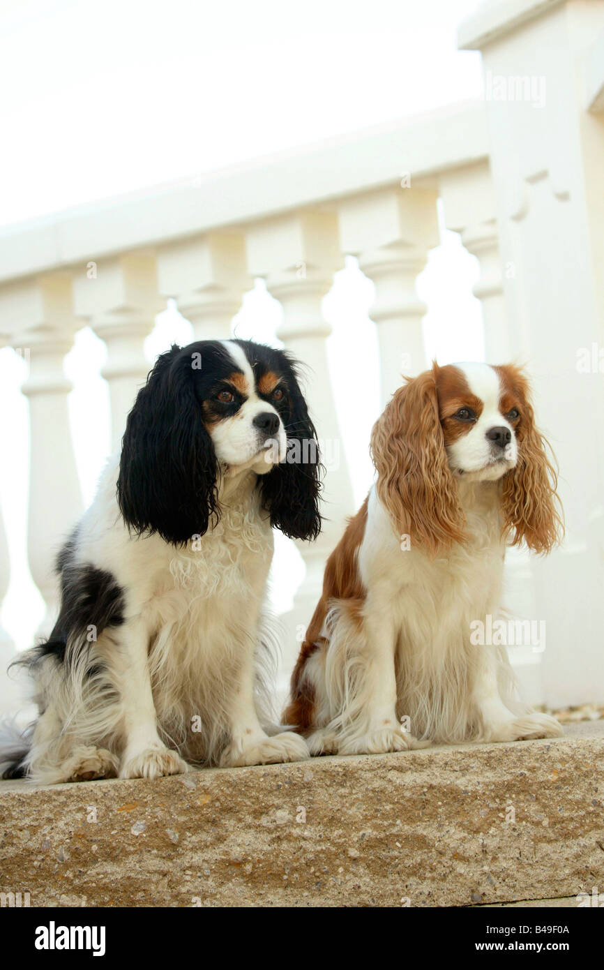 Cavalier King Charles Spaniel tricolor and blenheim Stock Photo - Alamy