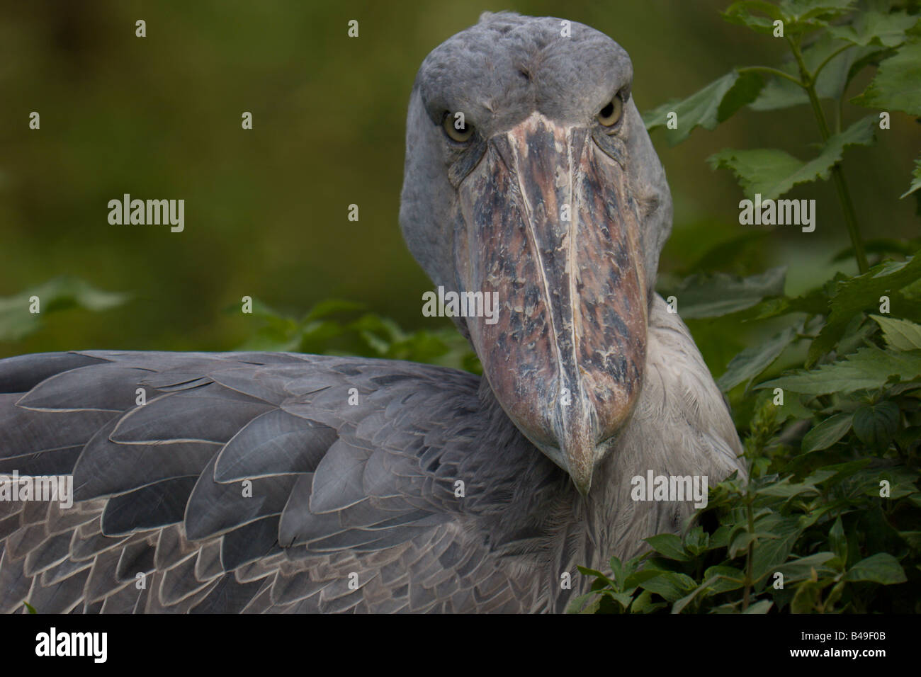 African Shoebill