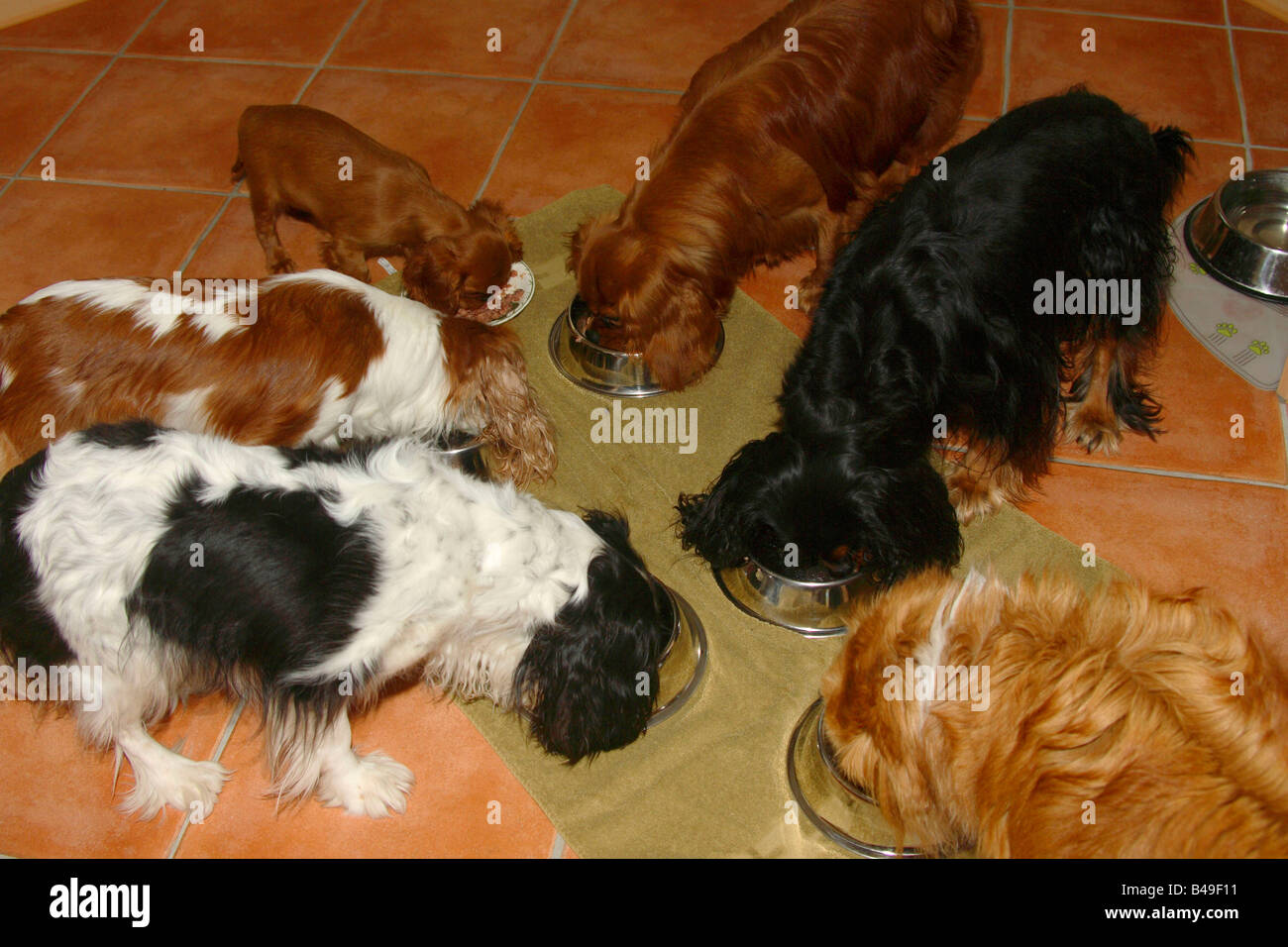 Cavalier King Charles Spaniel and Mixed Breed Dog Stock Photo - Alamy