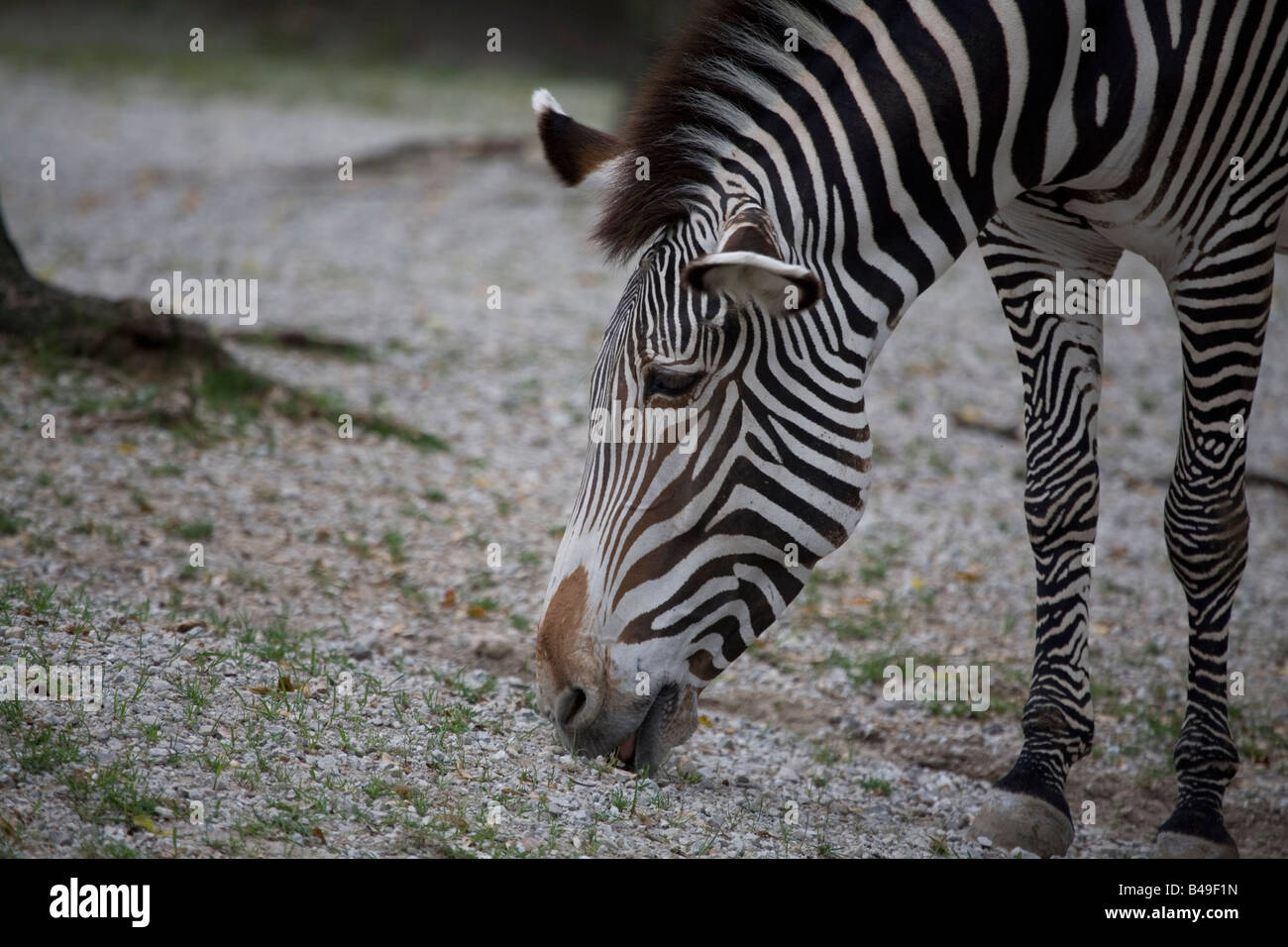 St louis zoo zebra hi-res stock photography and images - Alamy